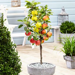 Boompje of bolboompje op stam in een pot in de voortuin kleine tuin!