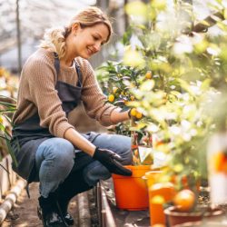 Boompje of bolboompje op stam in een pot in de voortuin kleine tuin!