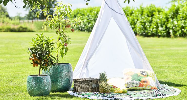 Boompje of bolboompje op stam in een pot in de voortuin kleine tuin!