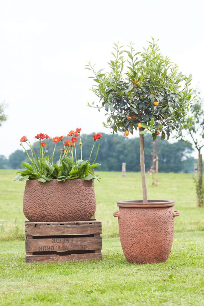 Boompje of bolboompje op stam in een pot in de voortuin kleine tuin!