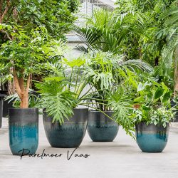 Boompje of bolboompje op stam in een pot in de voortuin kleine tuin!