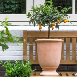 Boompje of bolboompje op stam in een pot in de voortuin kleine tuin!