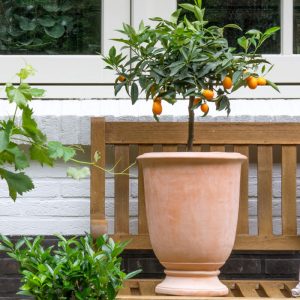 Boompje of bolboompje op stam in een pot in de voortuin kleine tuin!