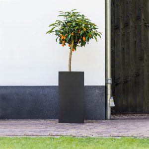 Boompje of bolboompje op stam in een pot in de voortuin kleine tuin!