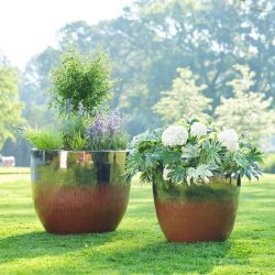 Boompje of bolboompje op stam in een pot in de voortuin kleine tuin!
