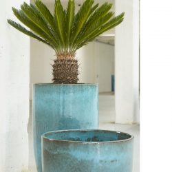 Boompje of bolboompje op stam in een pot in de voortuin kleine tuin!