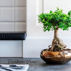 Boompje of bolboompje op stam in een pot in de voortuin kleine tuin!