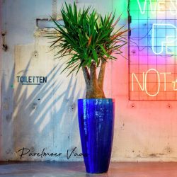 Boompje of bolboompje op stam in een pot in de voortuin kleine tuin!