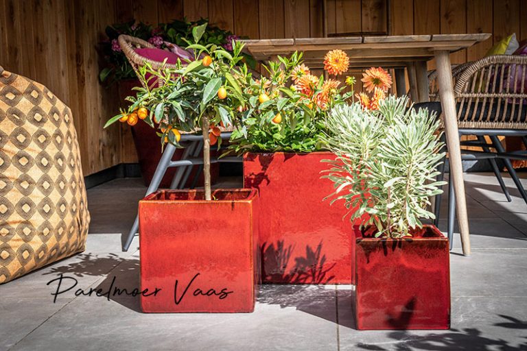 Boompje of bolboompje op stam in een pot in de voortuin kleine tuin!