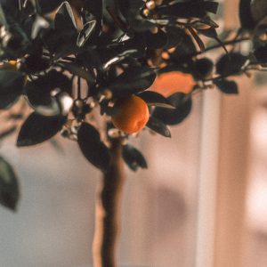 Boompje of bolboompje op stam in een pot in de voortuin kleine tuin!