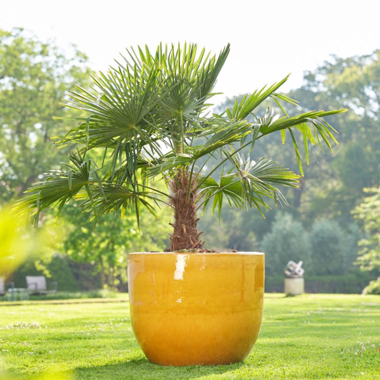 Boompje of bolboompje op stam in een pot in de voortuin kleine tuin!