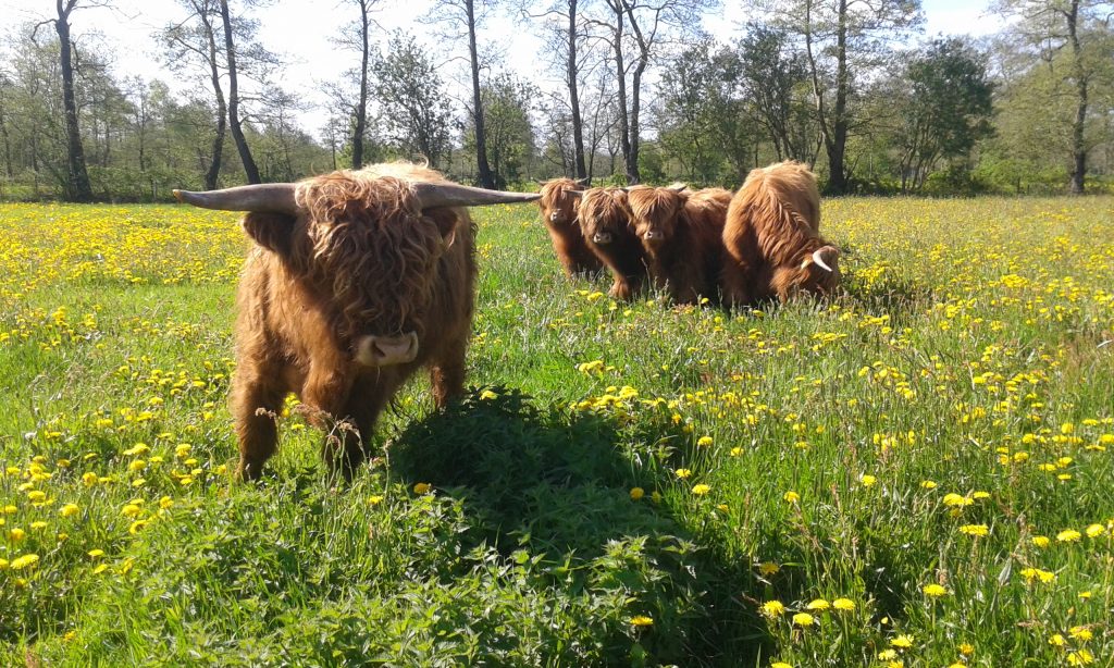 Koolstoffixatie door begrazing - Schotse Hooglanders