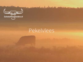 Pekelvlees - Schotse Hooglanders