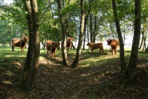 Grasgevoerd vlees kopen: 100% natuurlijk | Schotse Hooglanders
