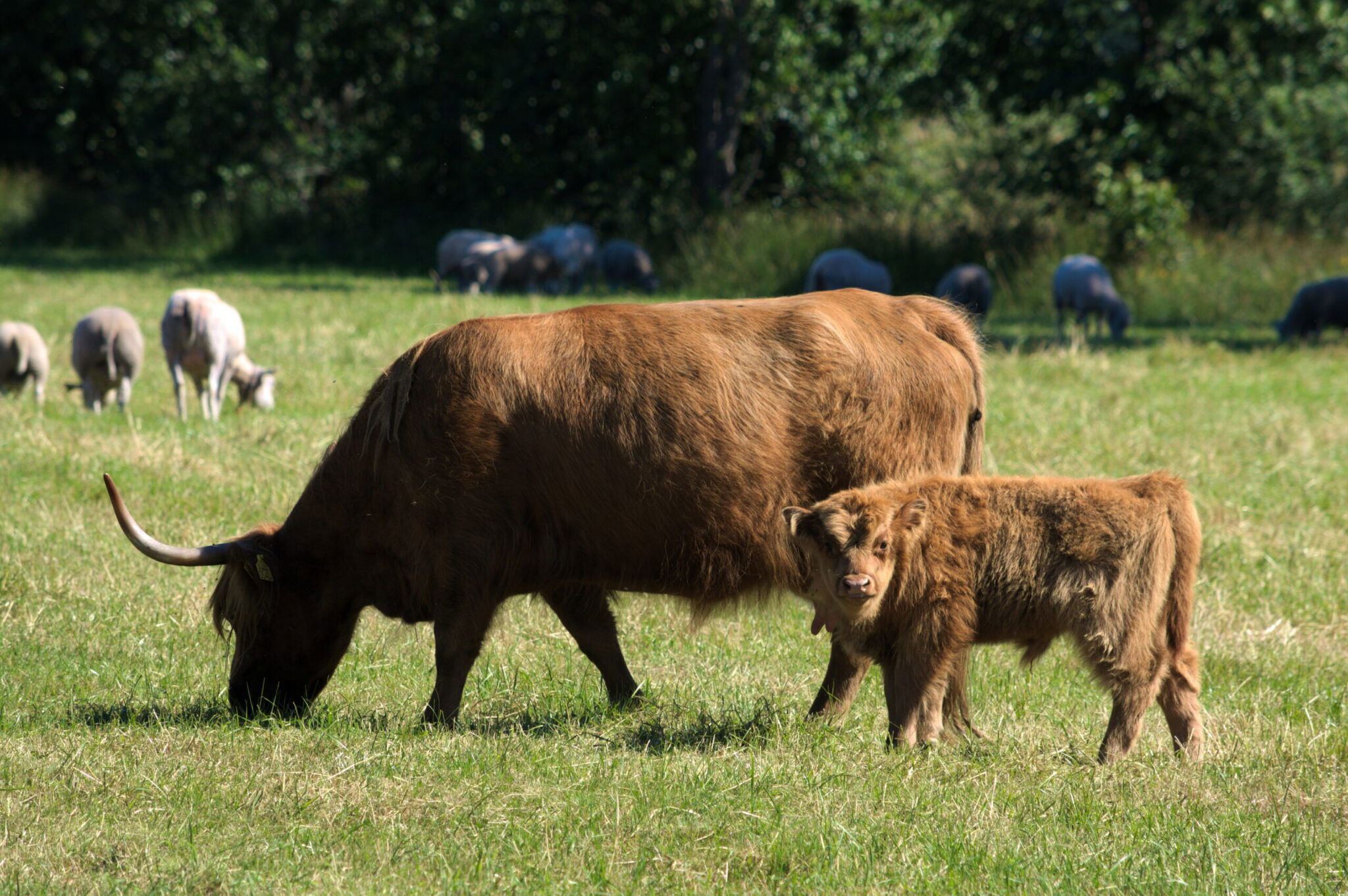 Duurzaam vlees kopen? Of informatie? | Schotse Hooglanders